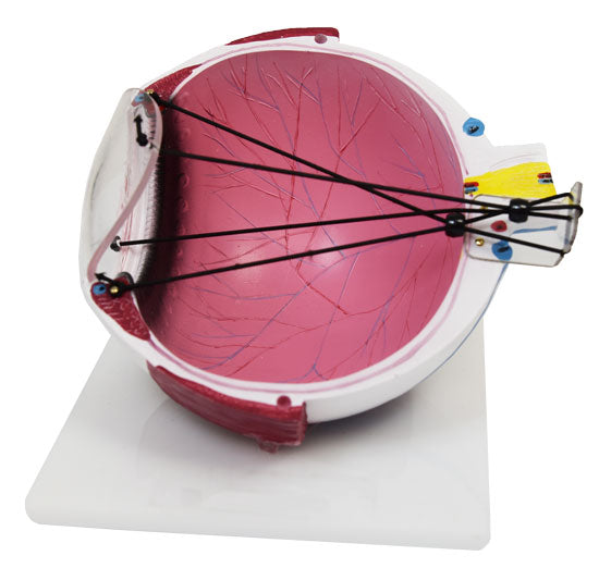 Astigmatism Eye Model – Sacor Inc.